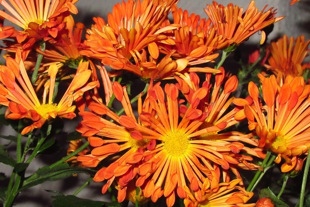 フラッシュ撮影: SHINOKENの気まぐれダイアリー