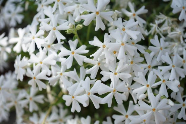 白い花: SHINOKENの気まぐれダイアリー