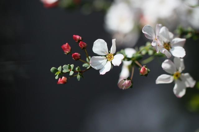 マクロレンズで遊ぶ: SHINOKENの気まぐれダイアリー