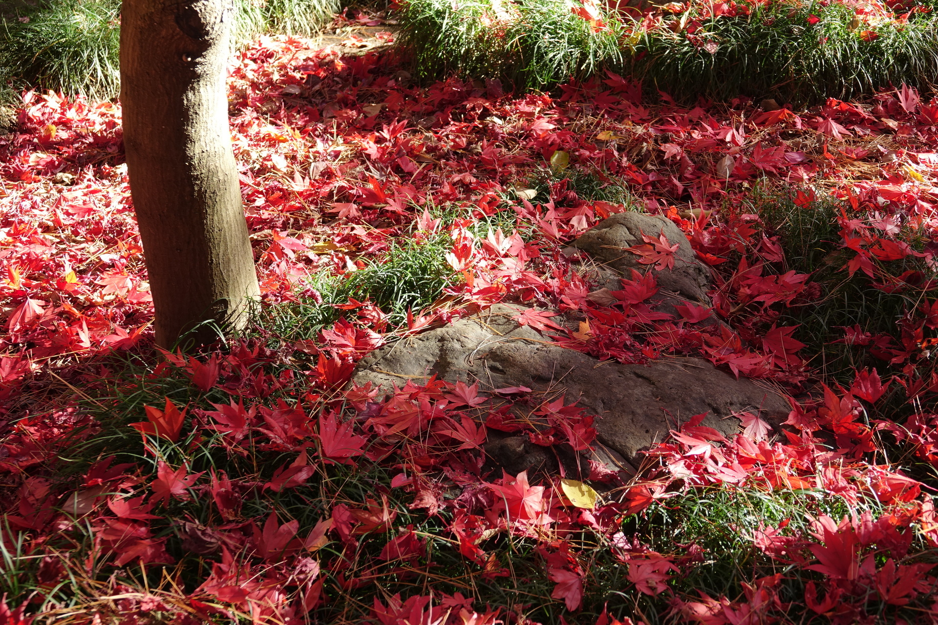 紅葉: SHINOKENの気まぐれダイアリー