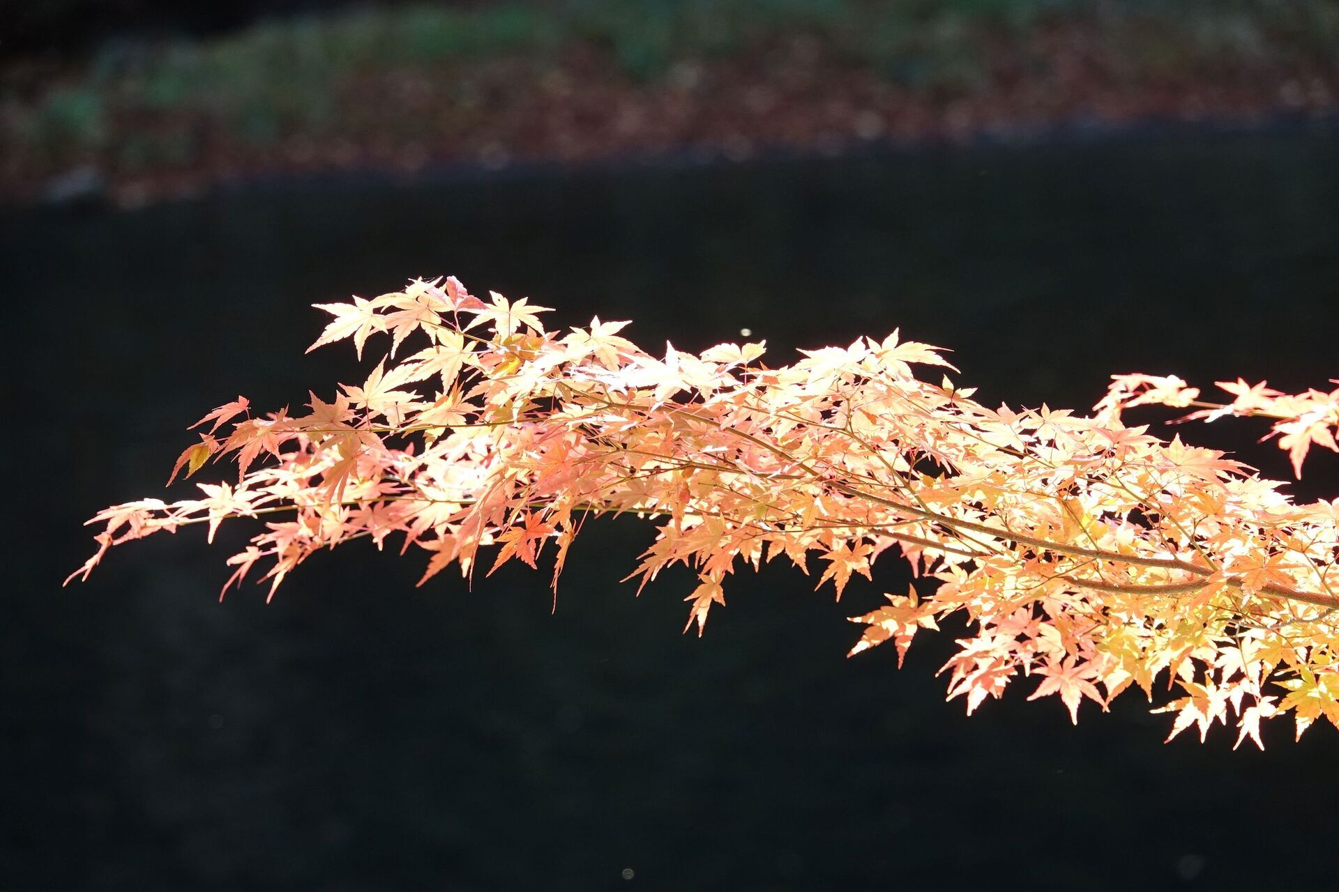 奥多摩路の紅葉: SHINOKENの気まぐれダイアリー