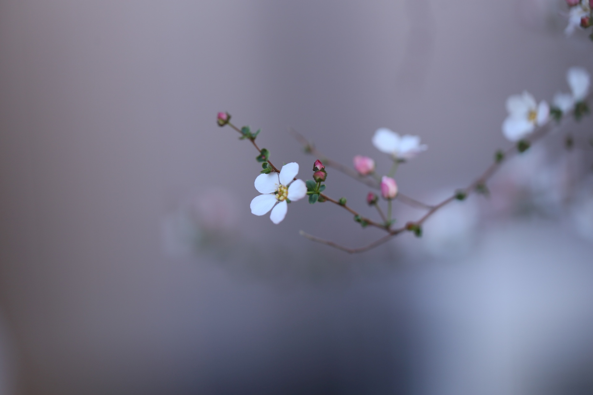 ゆきやなぎ: SHINOKENの気まぐれダイアリー