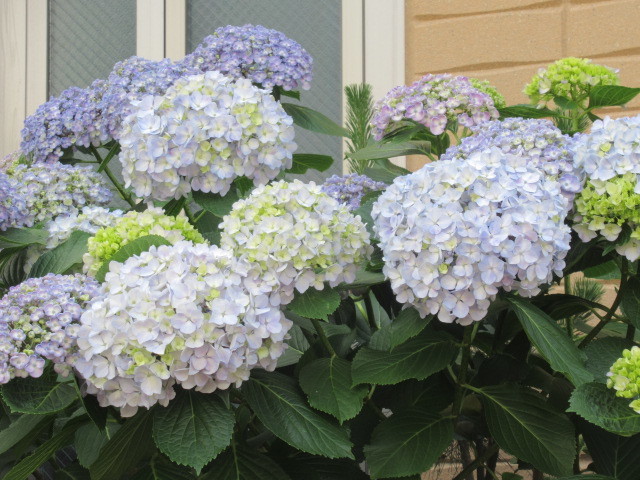 紫陽花: SHINOKENの気まぐれダイアリー