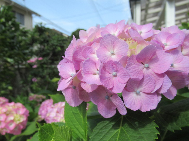 紫陽花: SHINOKENの気まぐれダイアリー