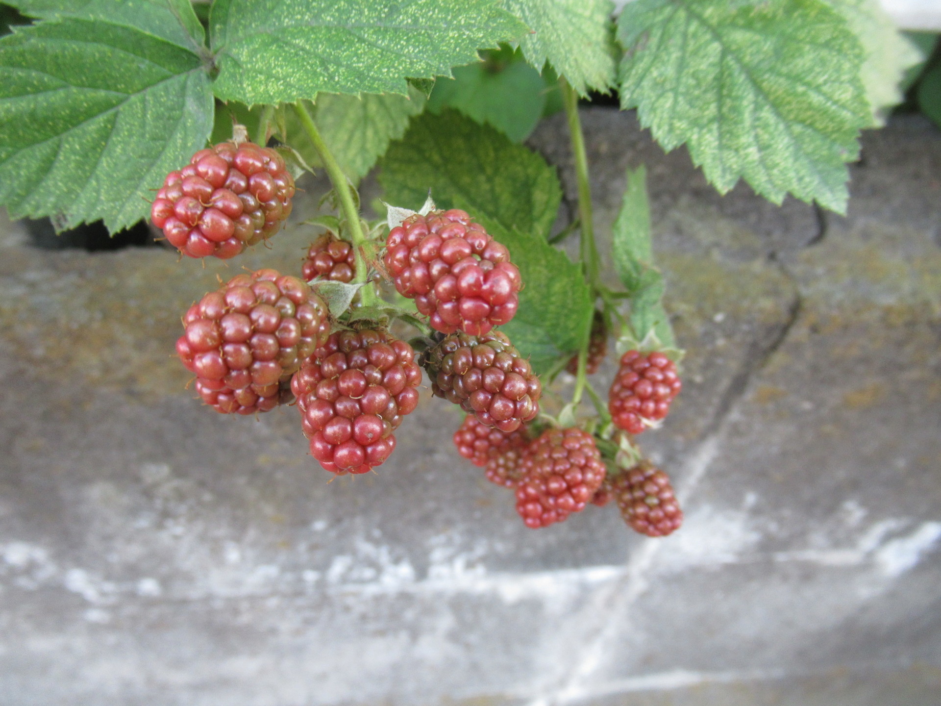 野苺: SHINOKENの気まぐれダイアリー