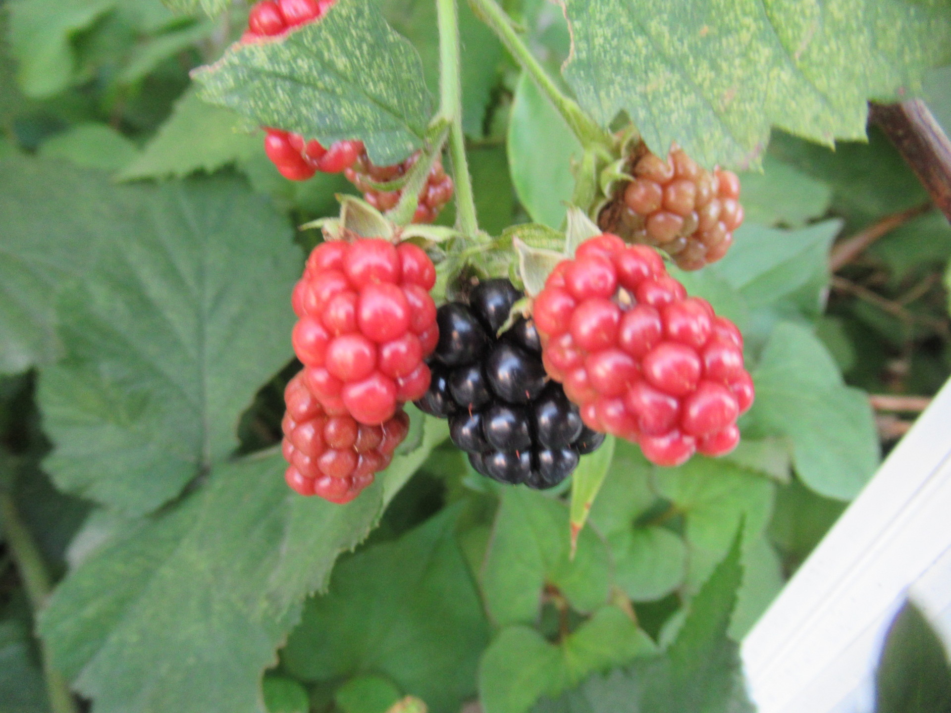 野苺: SHINOKENの気まぐれダイアリー