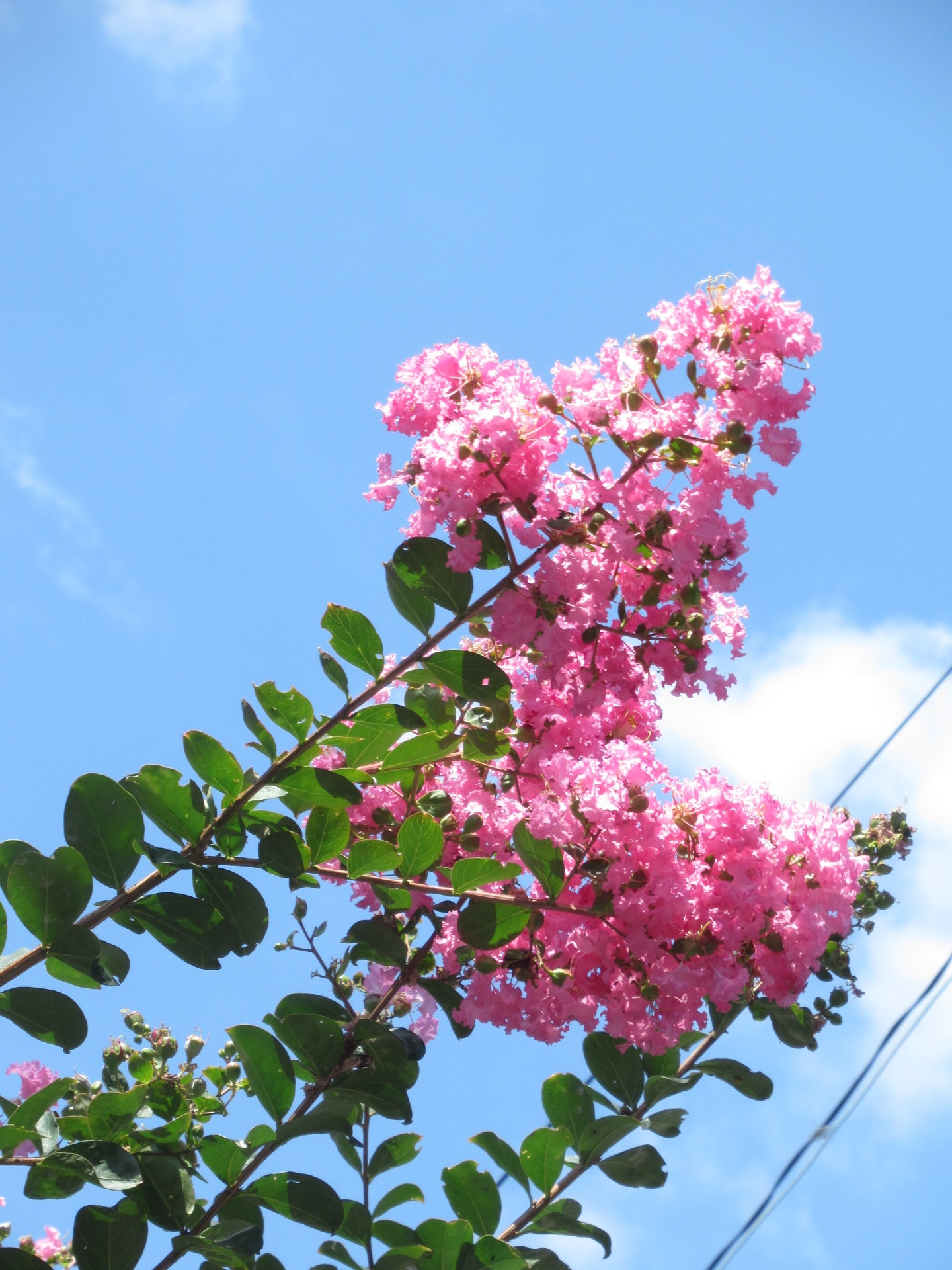 百日紅: SHINOKENの気まぐれダイアリー