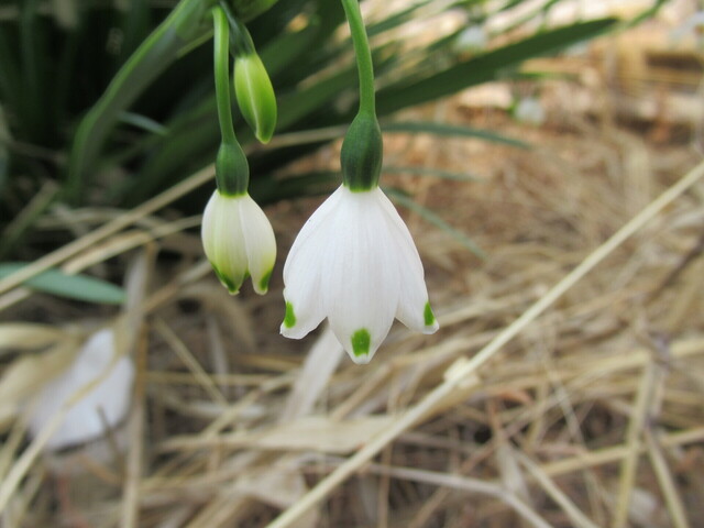 いきなりの春爛漫: SHINOKENの気まぐれダイアリー