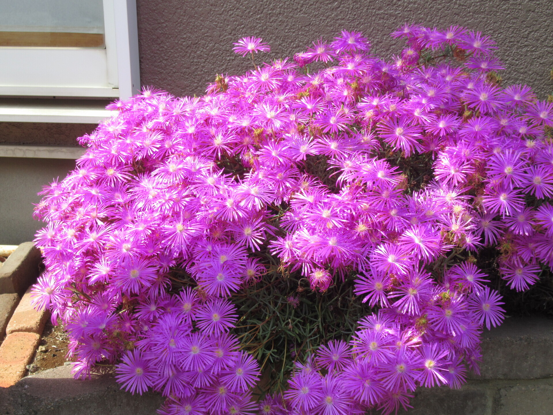 輝く花々、、: SHINOKENの気まぐれダイアリー
