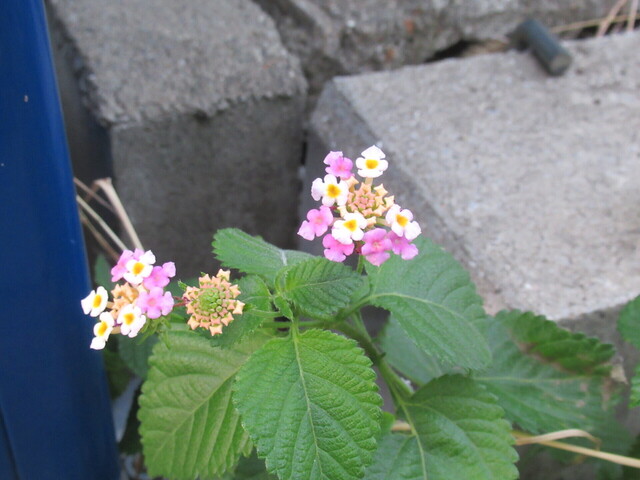 ランタナ: SHINOKENの気まぐれダイアリー