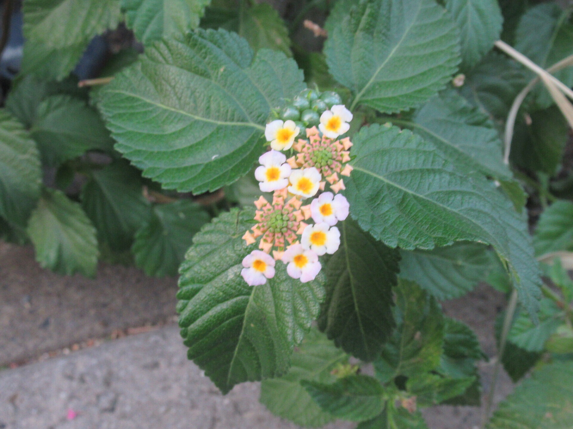ランタナ: SHINOKENの気まぐれダイアリー