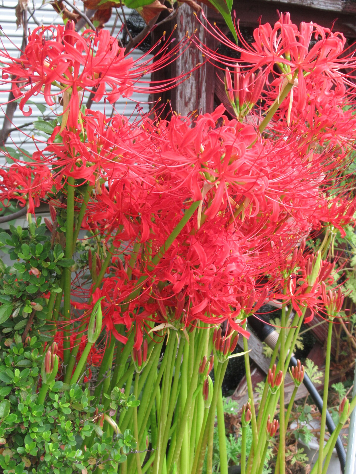 彼岸花: SHINOKENの気まぐれダイアリー