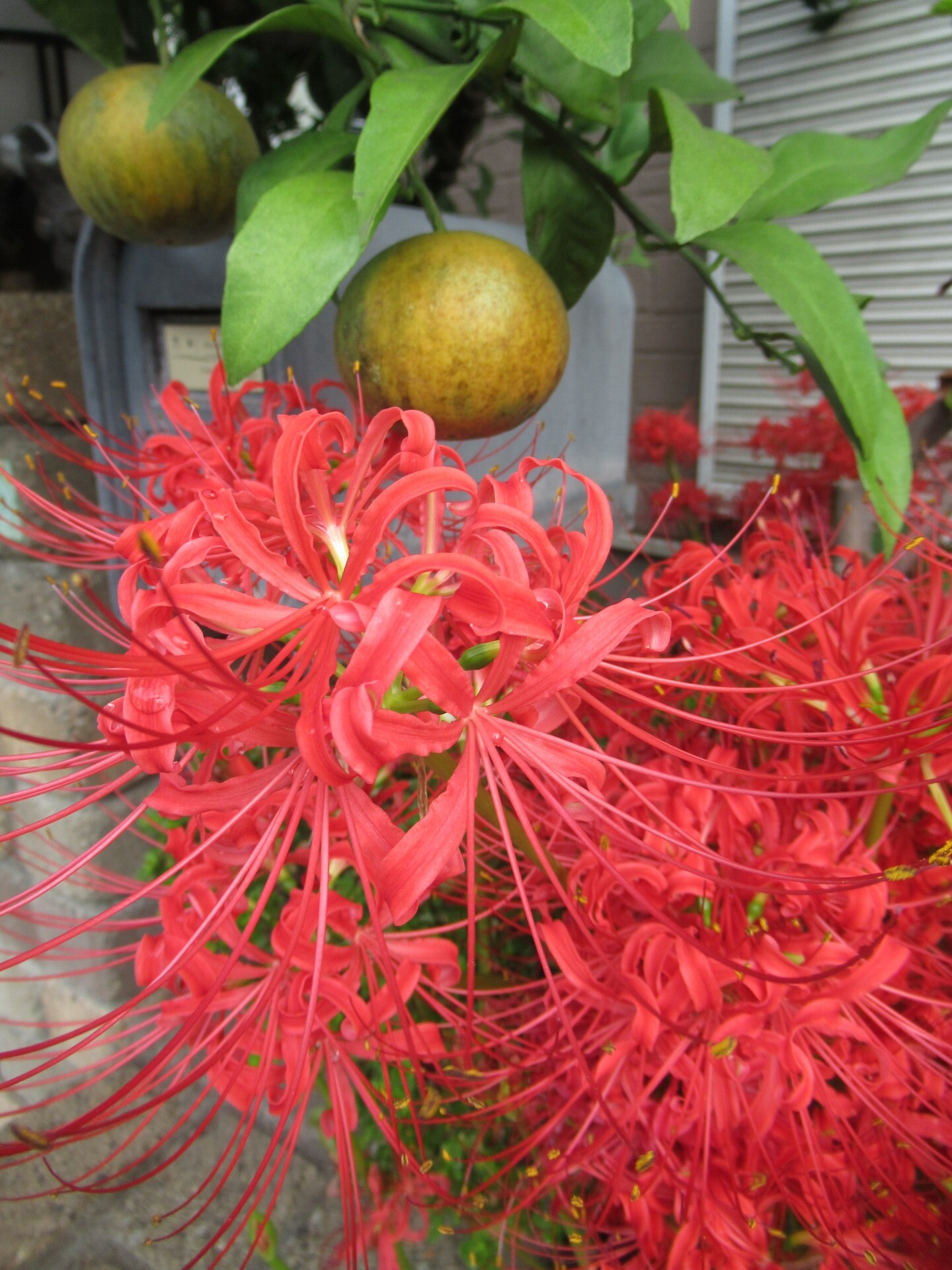 秋到来: SHINOKENの気まぐれダイアリー