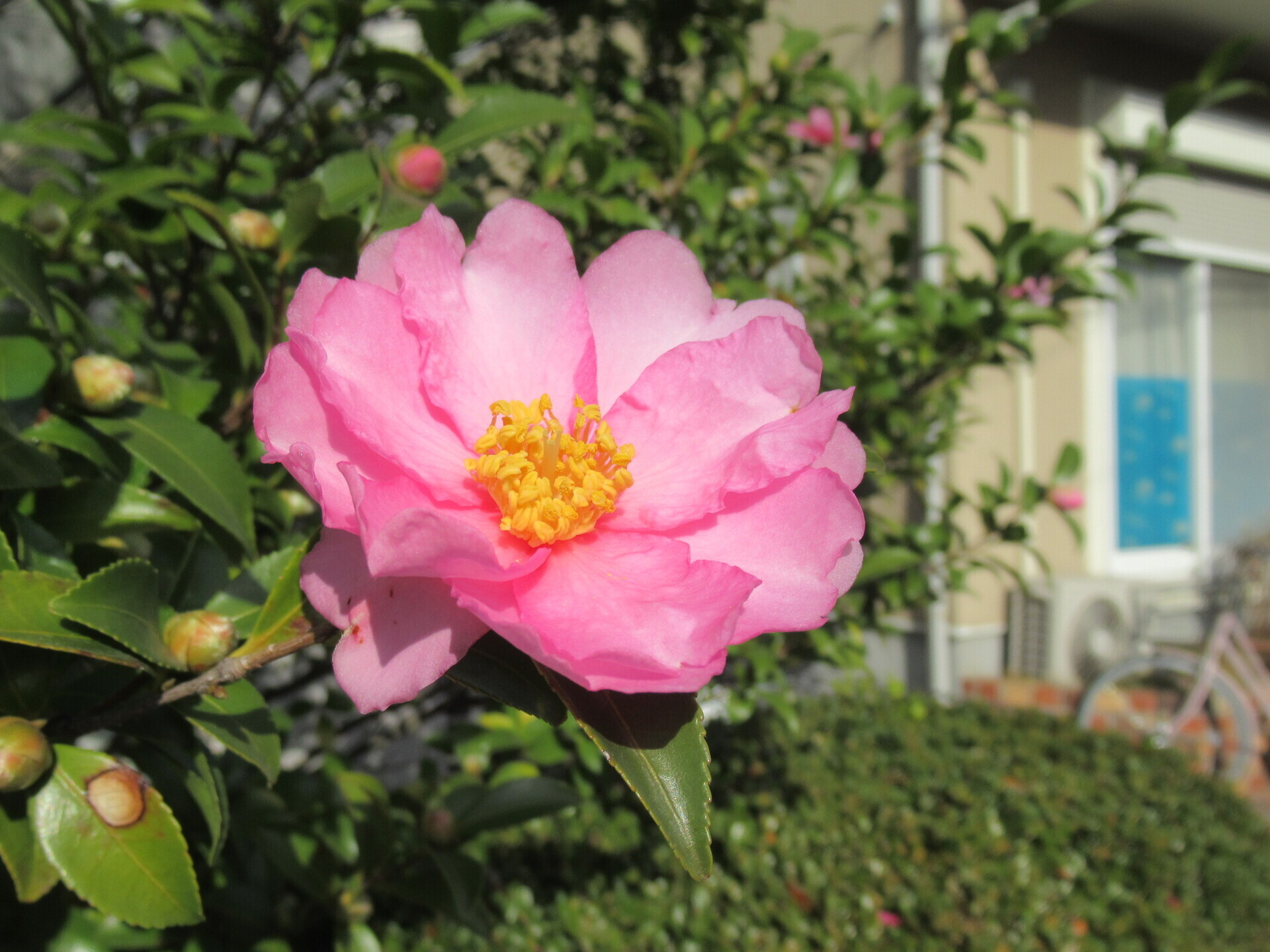 街中の冬景色: SHINOKENの気まぐれダイアリー