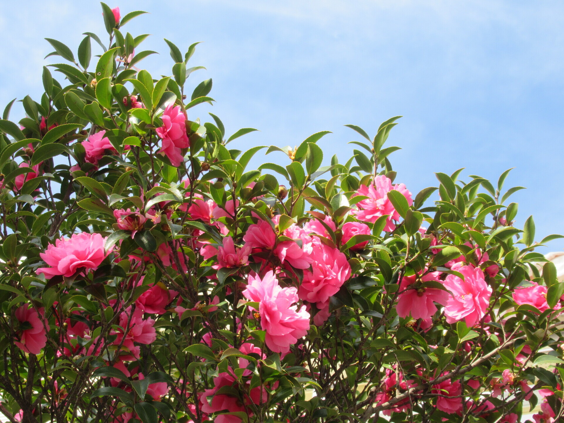 街中の冬景色: SHINOKENの気まぐれダイアリー