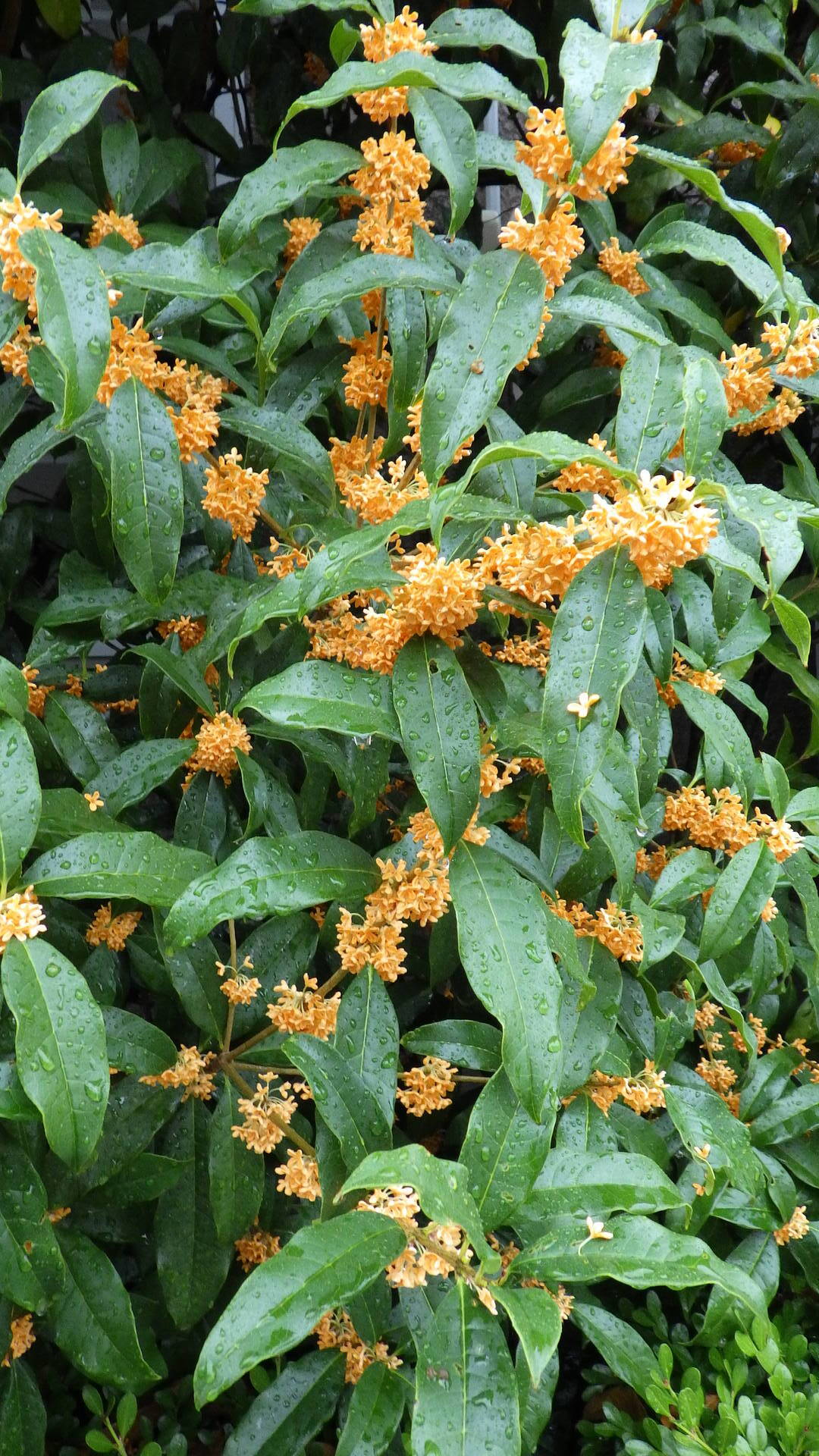 金木犀: SHINOKENの気まぐれダイアリー